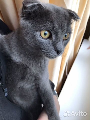 Котёнок