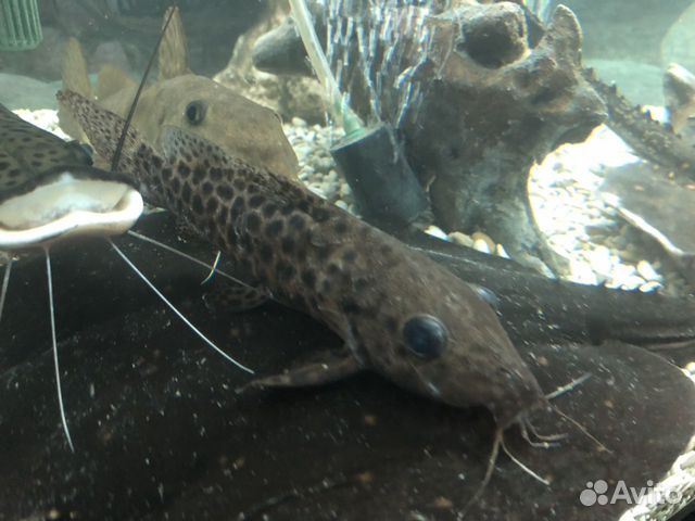 Продам жирафового сома