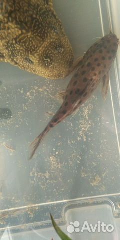 Синодонтис -перевертыш