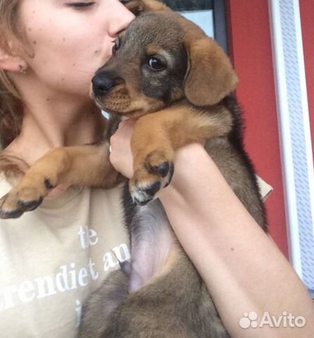 В добрые руки щенок таксы-стафа