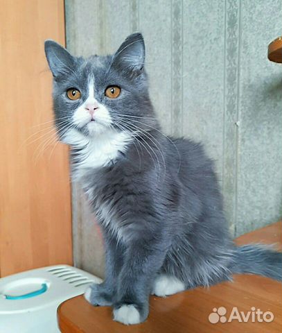 Карликовая кошечка
