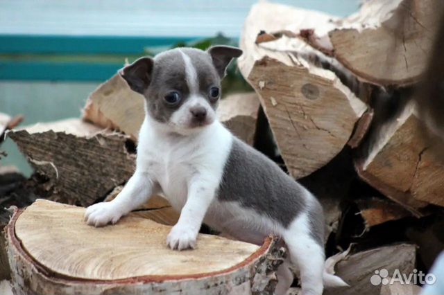 Чихуахуа девочка редкого бело-голубого окраса