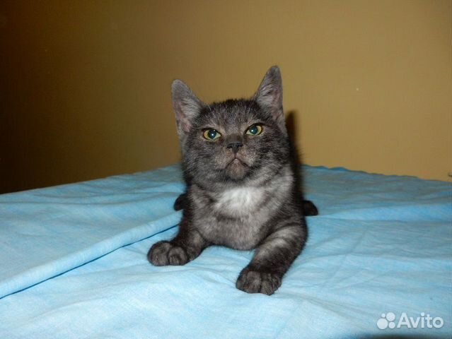 Красотка котенок Софи