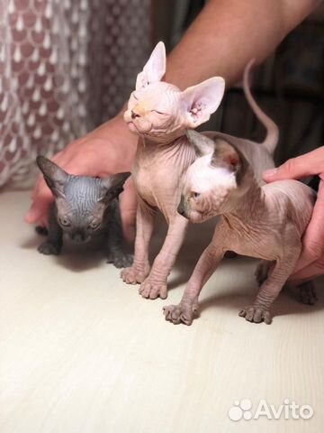 Продаю котят сфинкс канадский