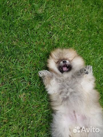 Милые медвежата