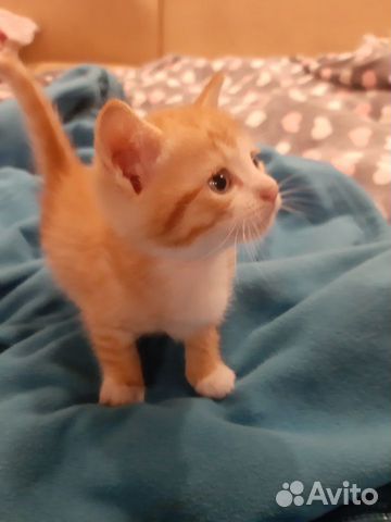 Котенок