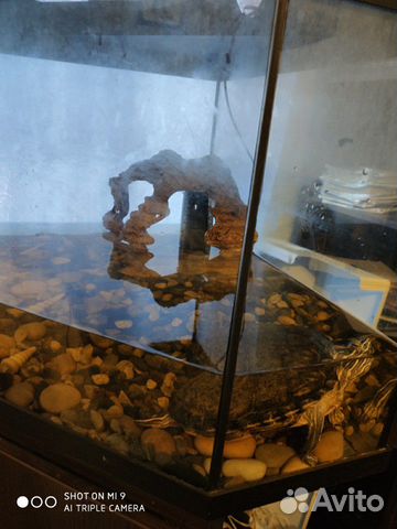 Черепаха, аквариум