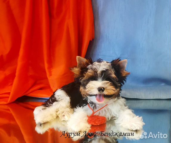 Мальчик Бенджамин