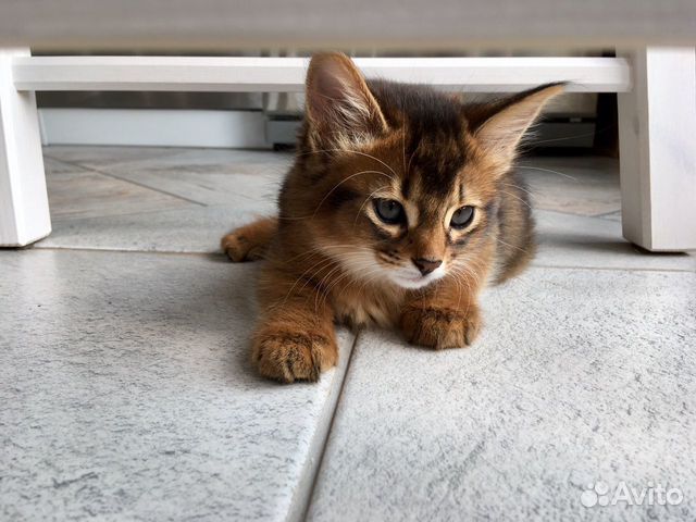 Котята Сомали