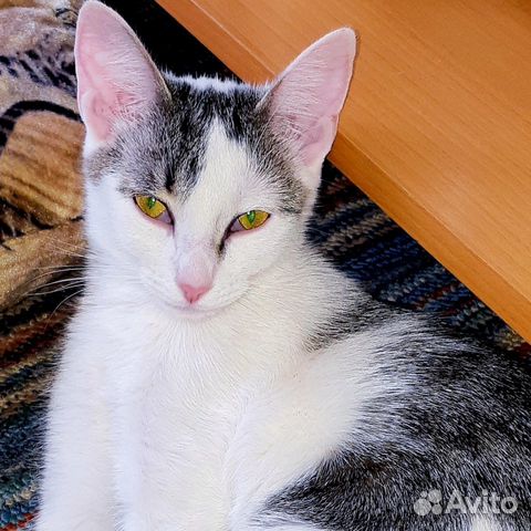 Особенная кошечка