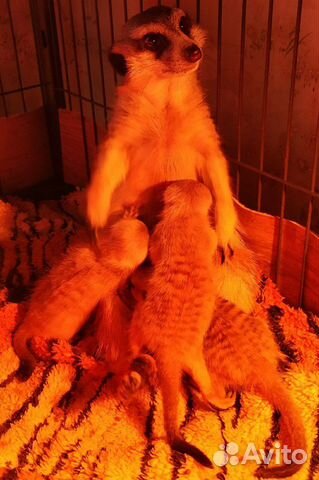 Сурикат малыш