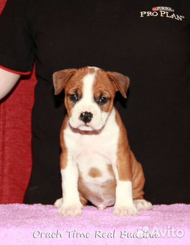 Мальчик Будда - щеночек амстаффа