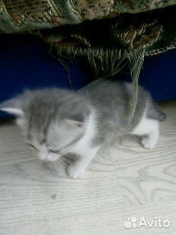 Котята шотландские