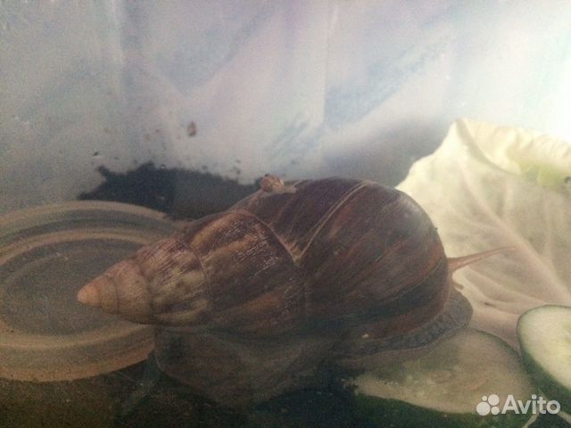 Улитка - Ахитина