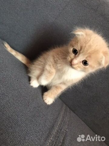 Котёнок