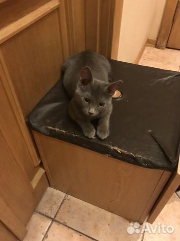 5 ти месячные котята ищут семью