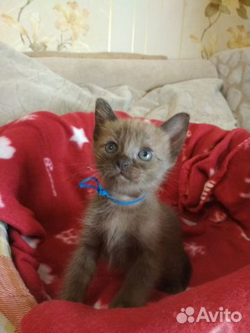 Котята европейской бурмы (Соболиные)