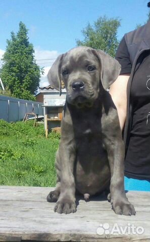 Голубые мальчики кане корсо