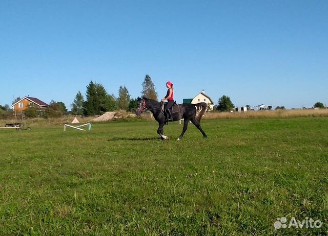 Серый мерин 4 года