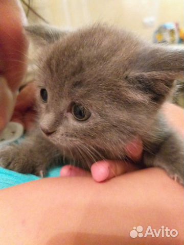 Котик милашка