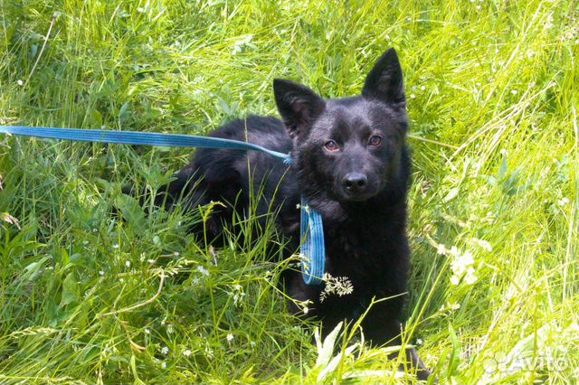 Чара ищет свою особенную семью