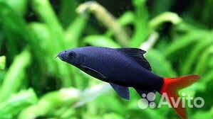 Продам рыбок