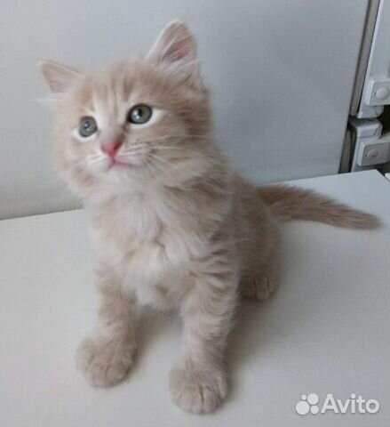 Котёнок - чудесный милый пушистик (мальчик 1.5 мес