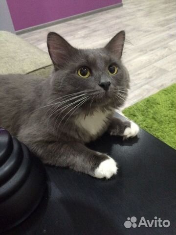 Сибирский котик для вязки