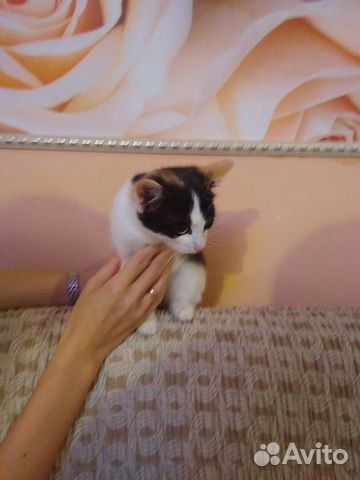 Котенок на счастье