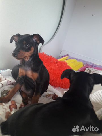 Продажа щенков