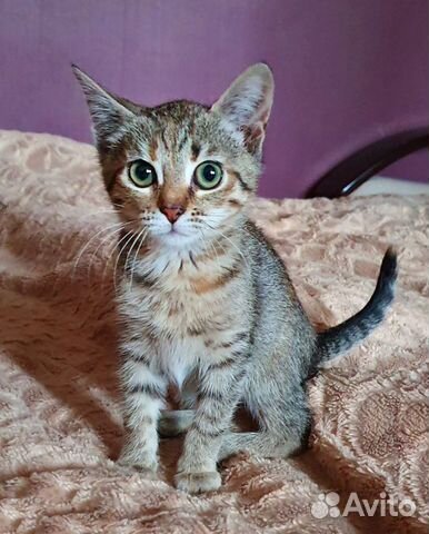 Кому красавицу котенок ищет дом