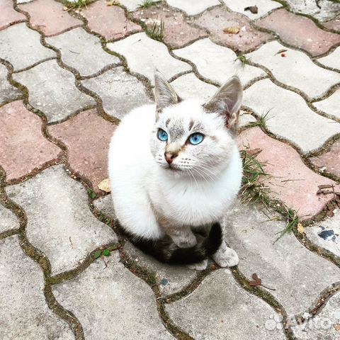 Кошечка котенок с голубыми глазами