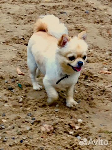 Собака(кабель)