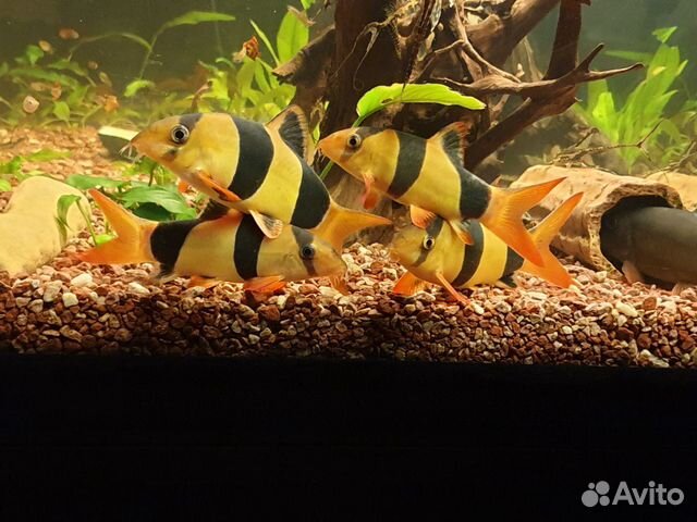 Боция клоун рыбки аквариумные