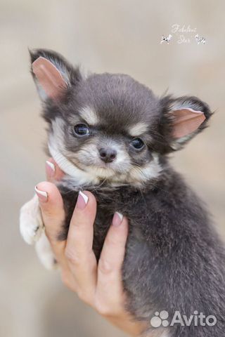 Чихуахуа миниатюрные собачки