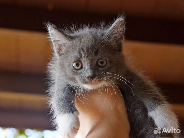 Котята- девочки