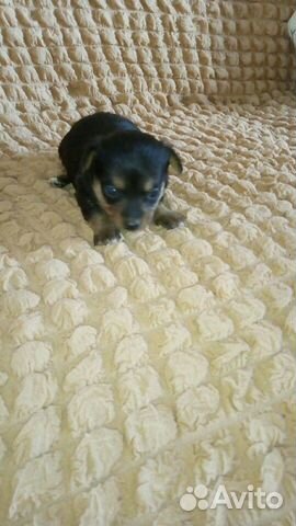 Отдадим щенков тойтерьера