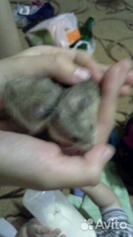 Джунгарский хомяк