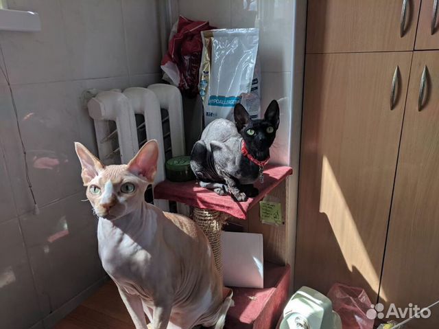 Отдам Сфинкса