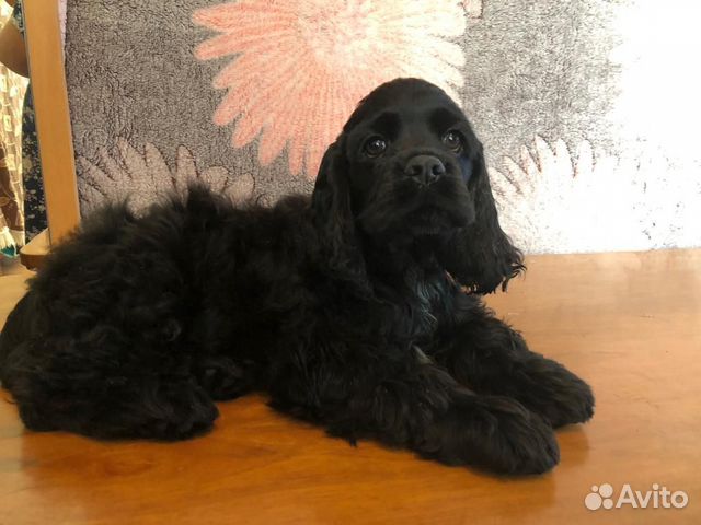 Щенки американского кокер-спаниеля