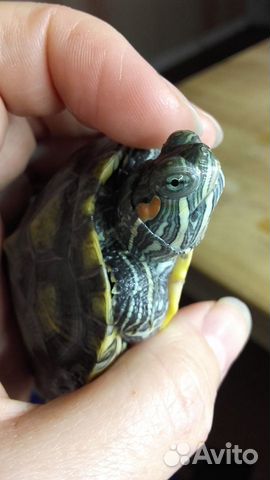 Черепашонок- друг