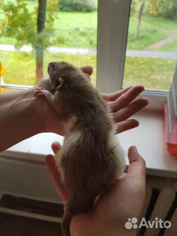 Отдам крысок с клеткой