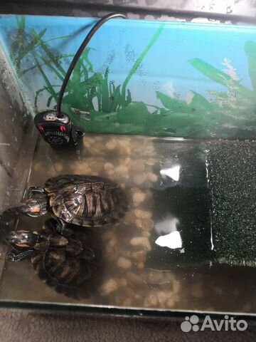 Черепахи красноухие