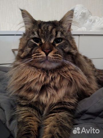Кот на вязку 2 года