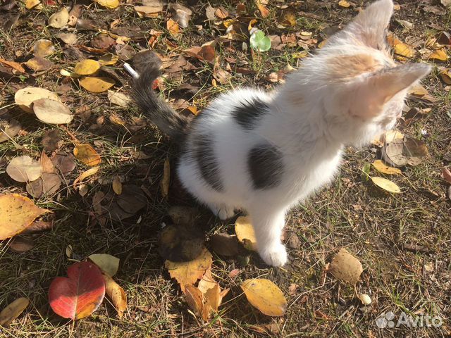 Котёнок хочет осчастливить хозяина