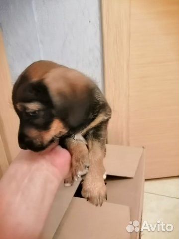 Отдам в хорошие руки