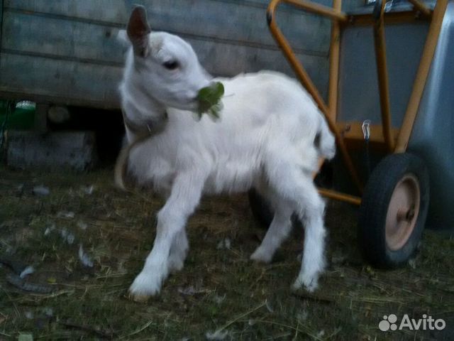 Зааненская козочка