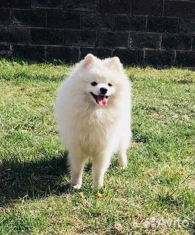Предлагается для вязки шикарный кобель среднего шп