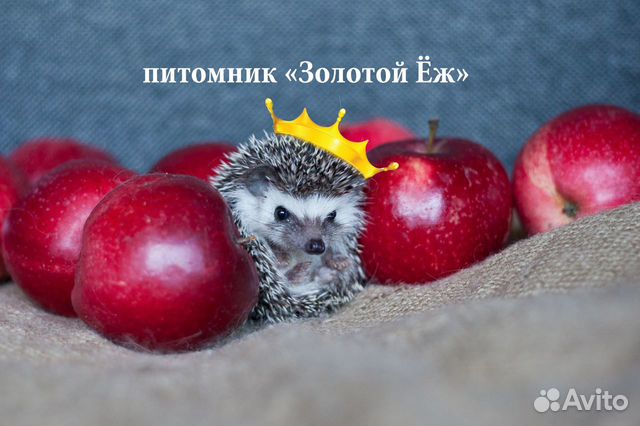 Африканский ежик+клетка+еда+опилки+вет.справки