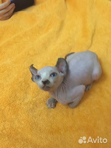 Сфинкс эльф